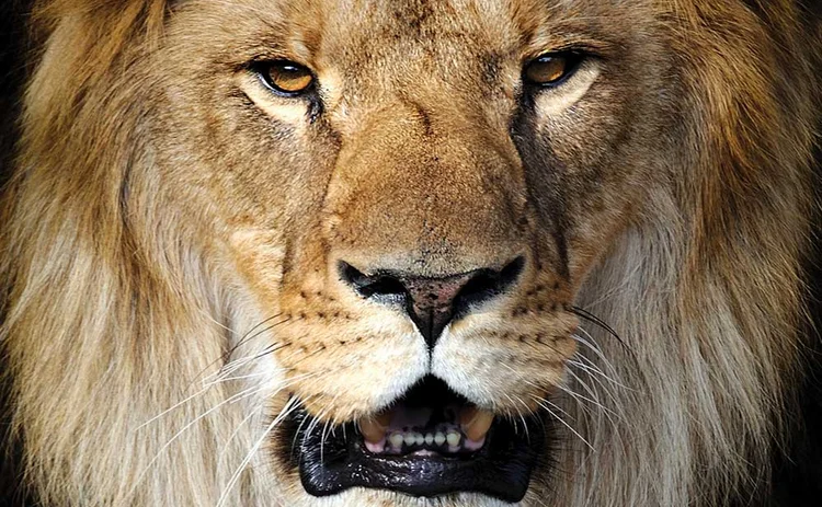 Howden to sponsor British & Irish Lions - Insurance Age