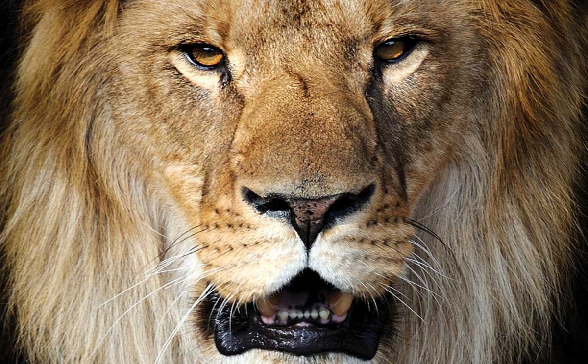 Howden to sponsor British & Irish Lions - Insurance Age