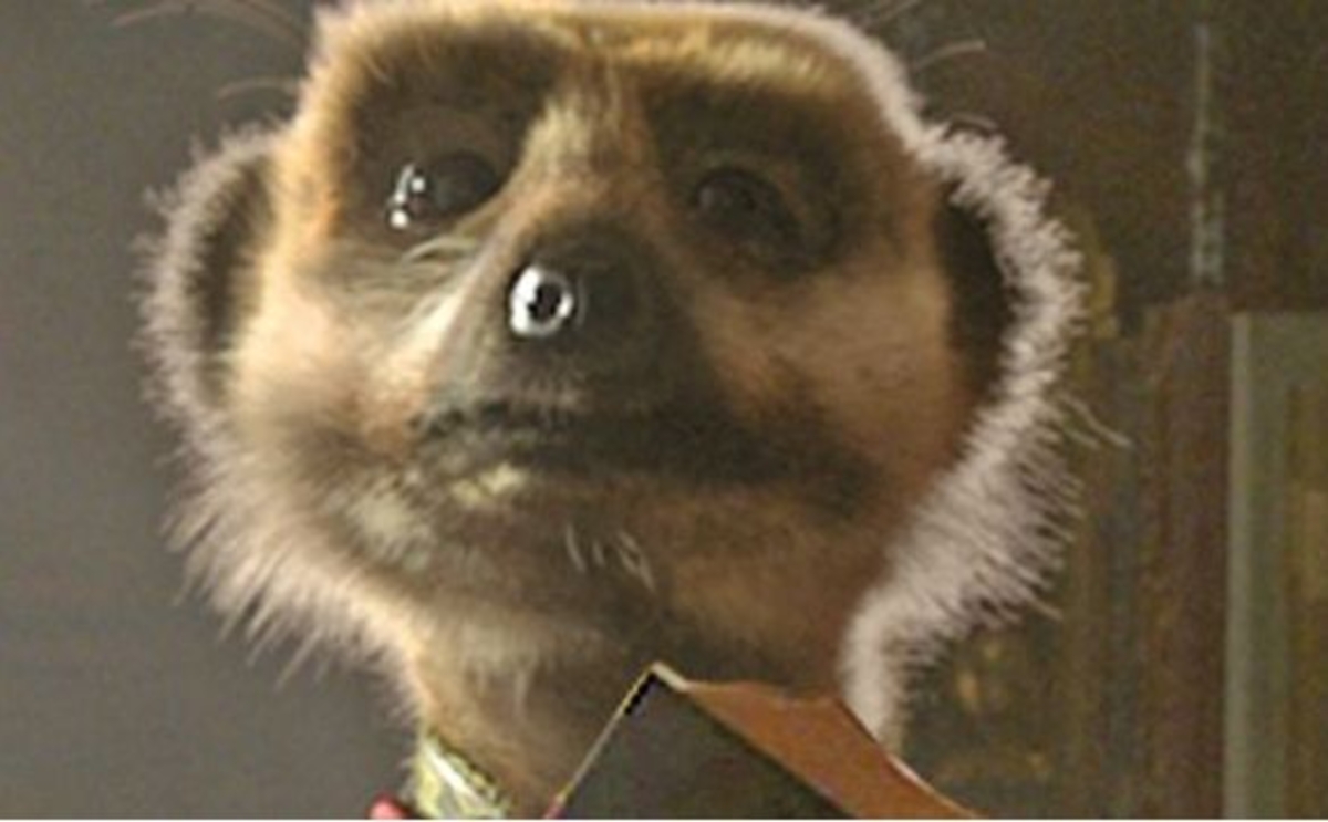 Towergate teams up with the meerkat - Insurance Age